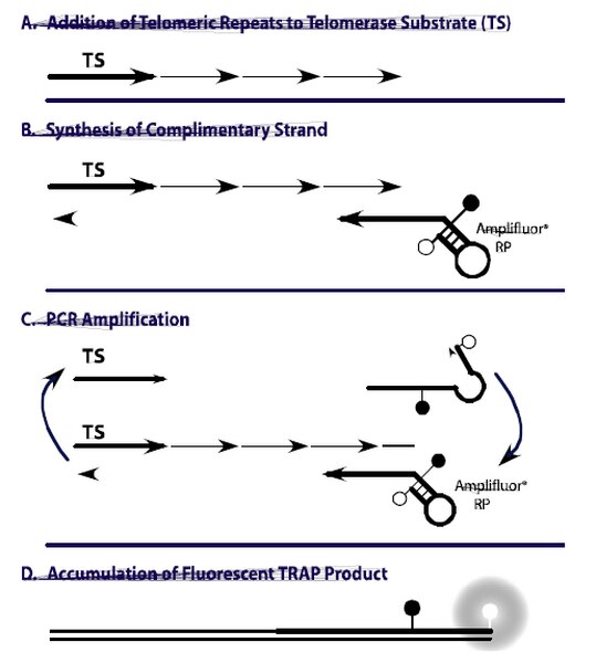 TRAPEZE® RT Telomerase Detection Kit | S7710